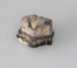 Haaientanden - armafossielen&mineralen